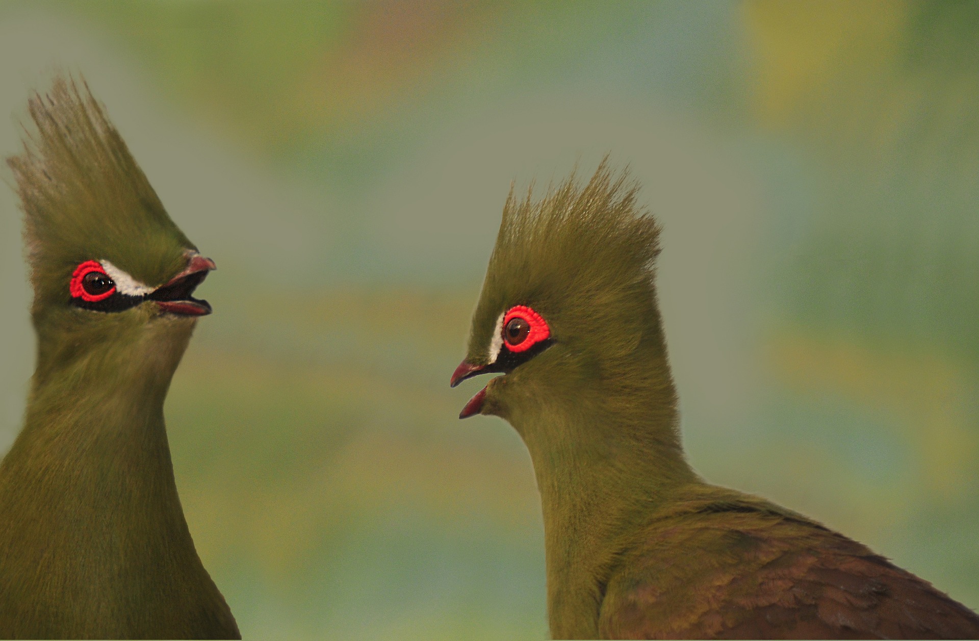 Bird Watching in Mountain Rwenzori National Park